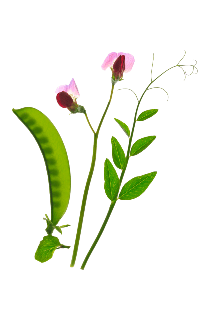 Pea Dwarf Grey Sugar Snap – Rise Gardens Plant Library